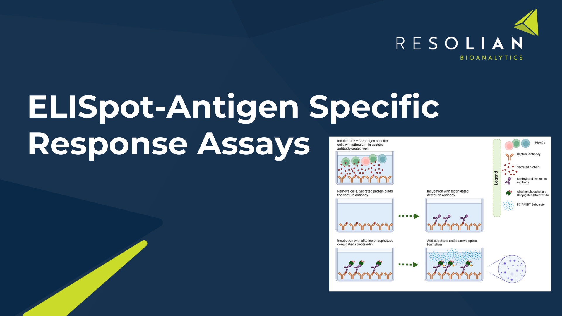 ELISpot-Antigen Specific Response Assays - Resolian